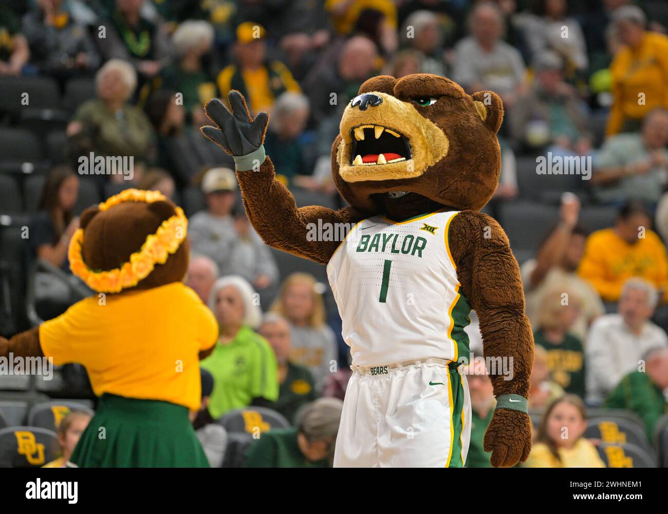 Waco, Texas, USA. 10th Feb, 2024. Baylor Lady Bears mascots during the ...