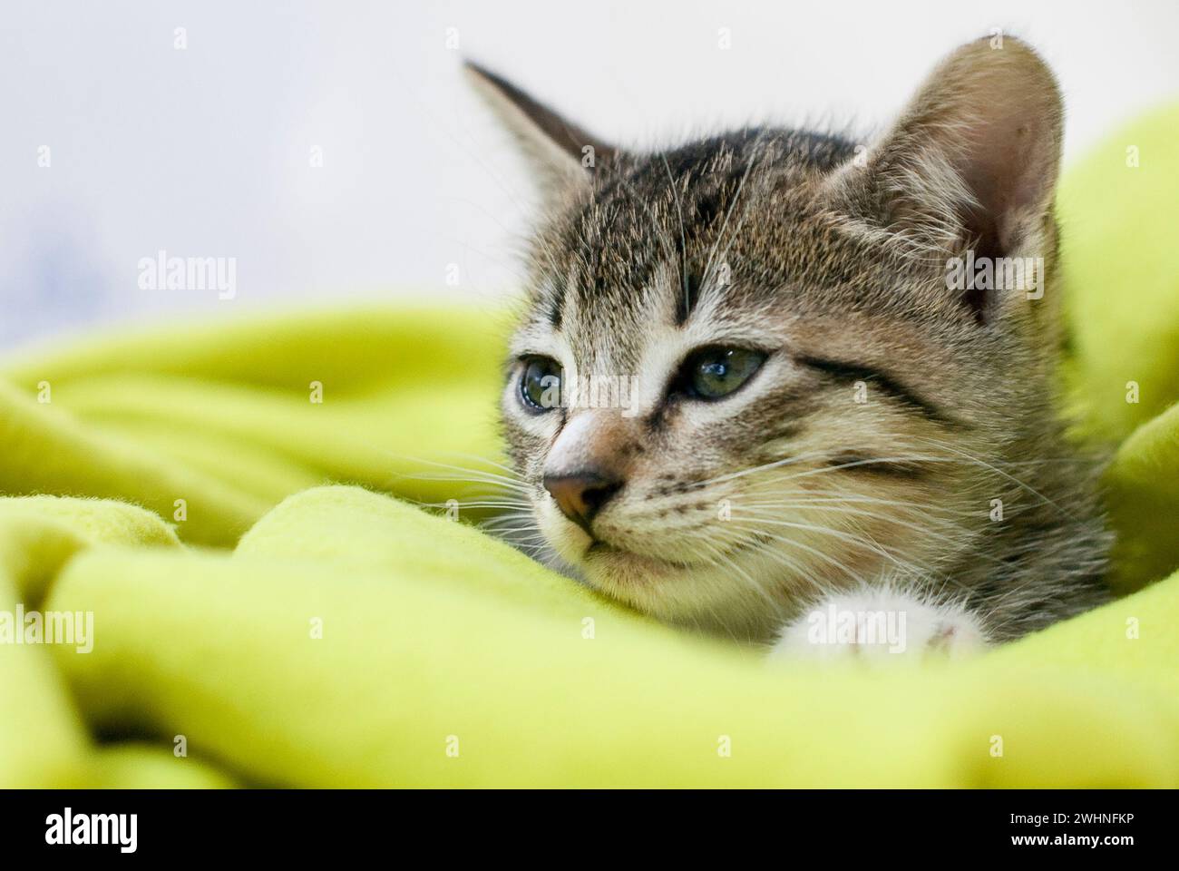 Fury cat hi-res stock photography and images - Alamy