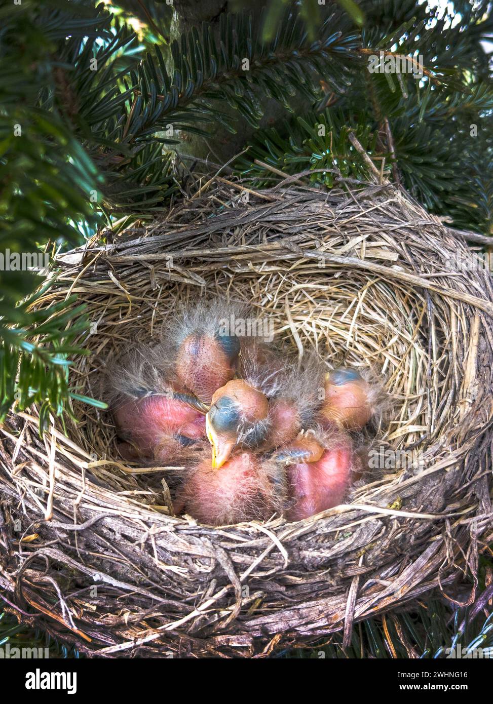 Brand new baby bird hi-res stock photography and images - Alamy