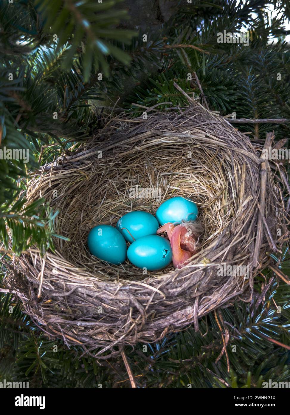 Baby robbin hi-res stock photography and images - Alamy