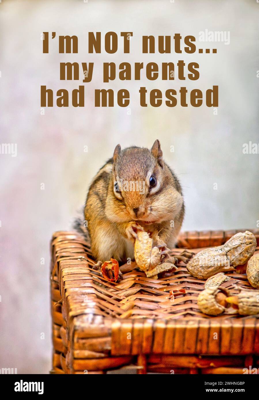 A sweet looking chipmunk appears to smile as she munches on peanuts and ...