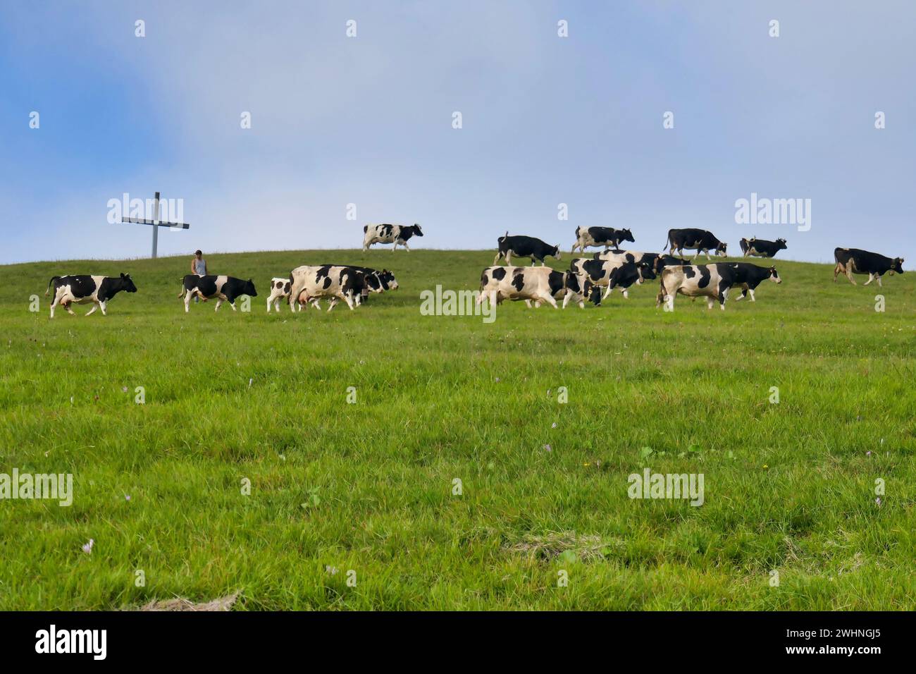 Herd of cows grazing in field, photo as background, digital image Stock ...