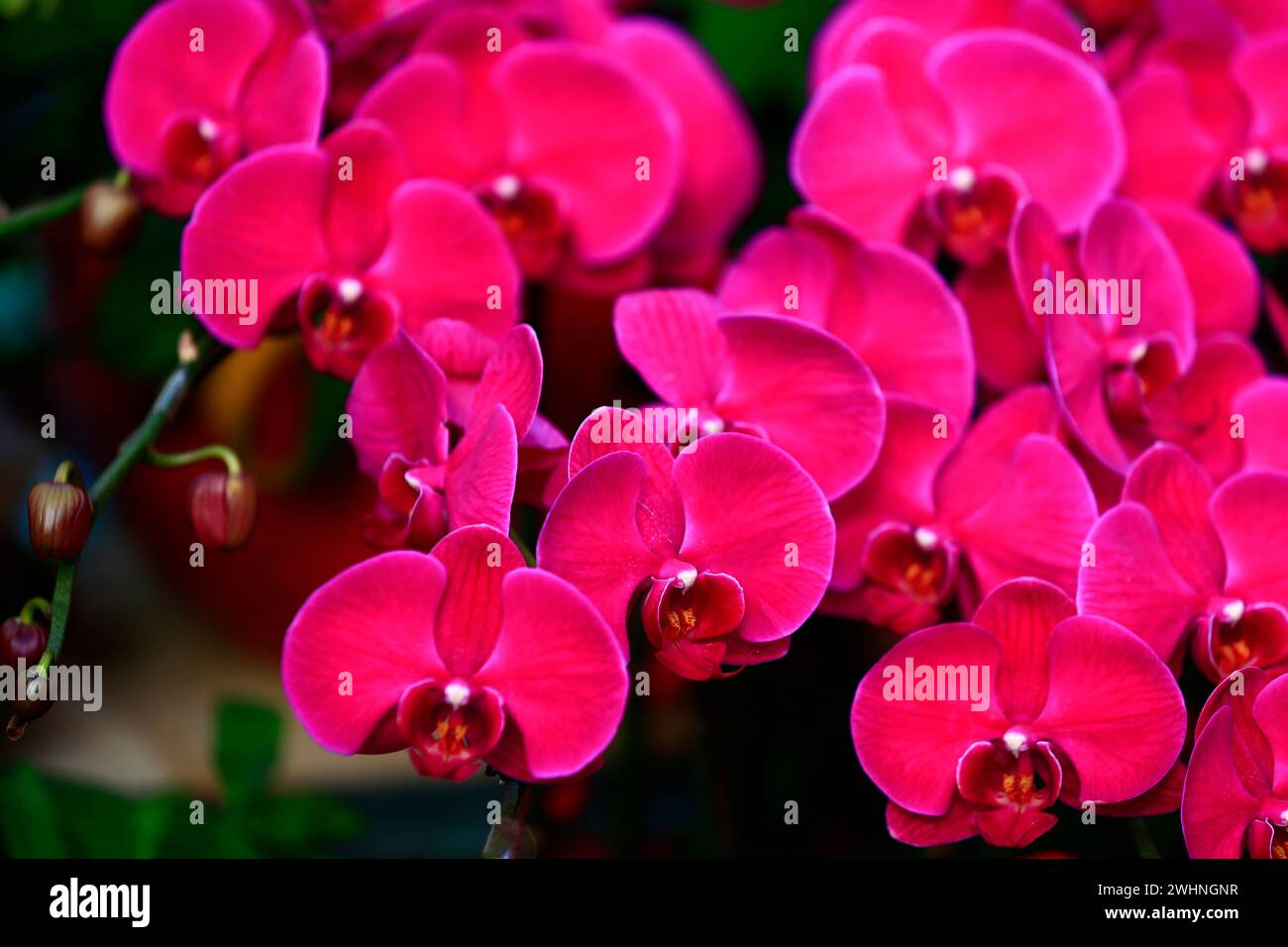 Beautiful orchids, butterfly orchid Stock Photo - Alamy