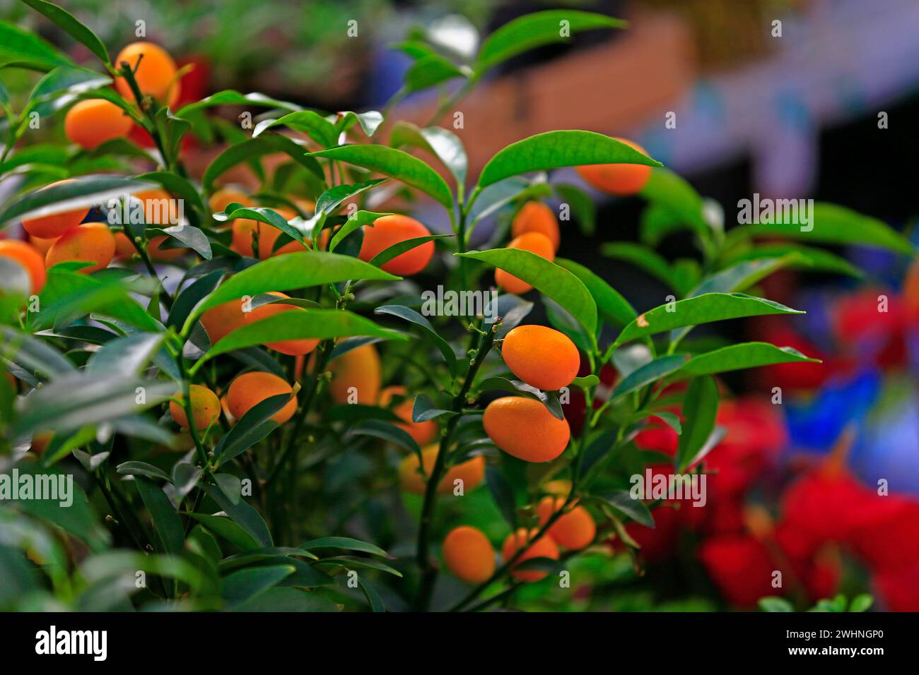 Mature growth orange trees hi-res stock photography and images - Alamy