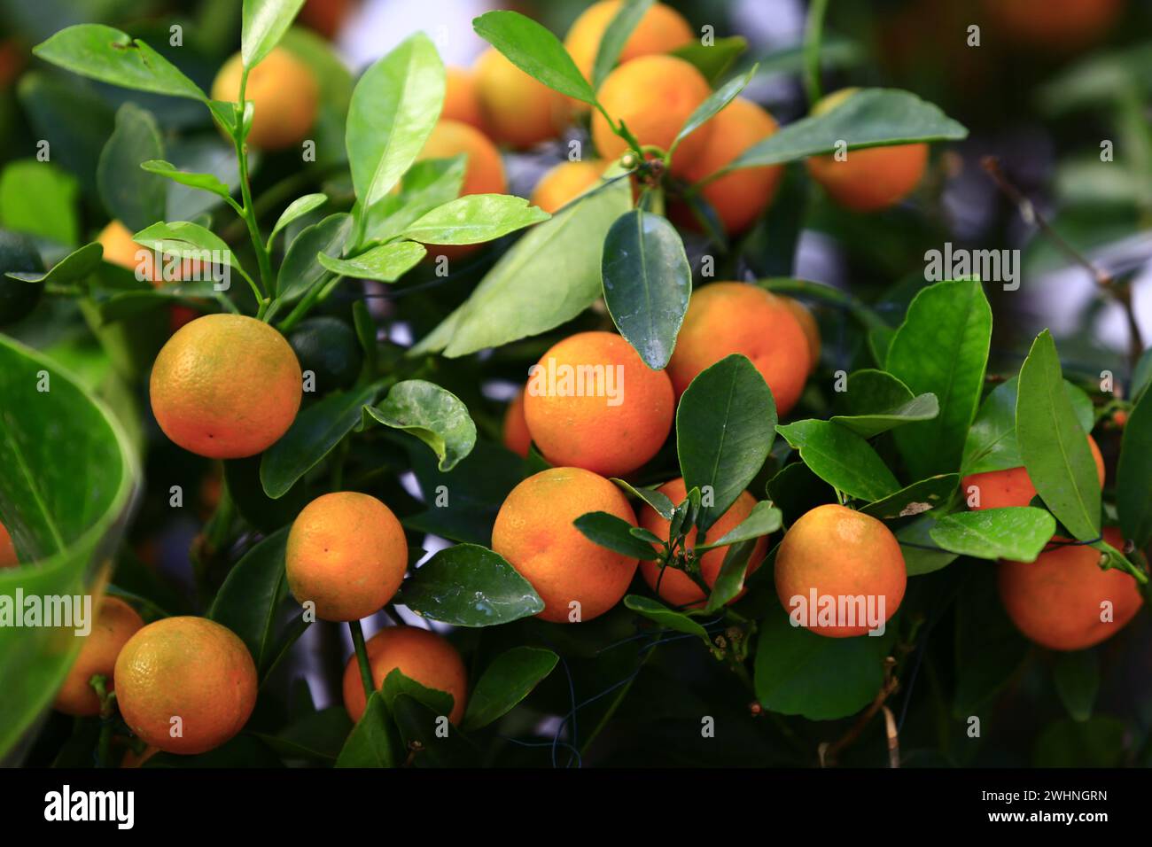 Mature growth orange trees hi-res stock photography and images - Alamy