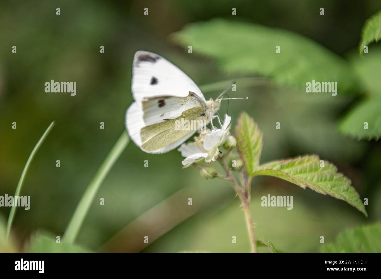 Cabbage white butterfly in flight hi-res stock photography and images ...