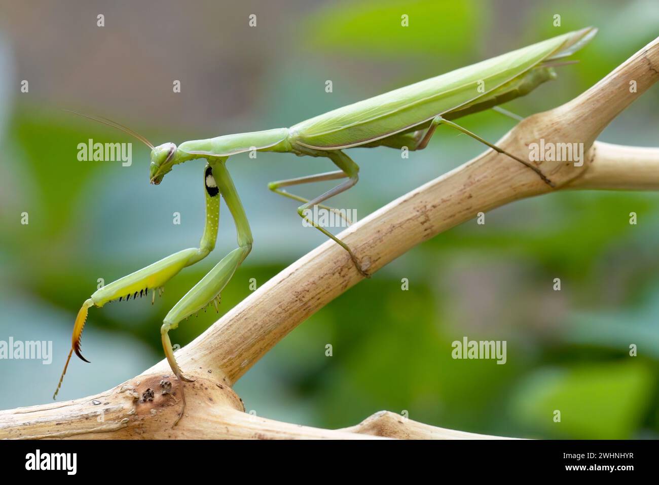 Big praying mantis hi-res stock photography and images - Alamy