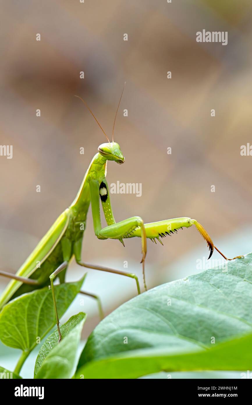 Praying mantis on a plant in Idaho Stock Photo - Alamy