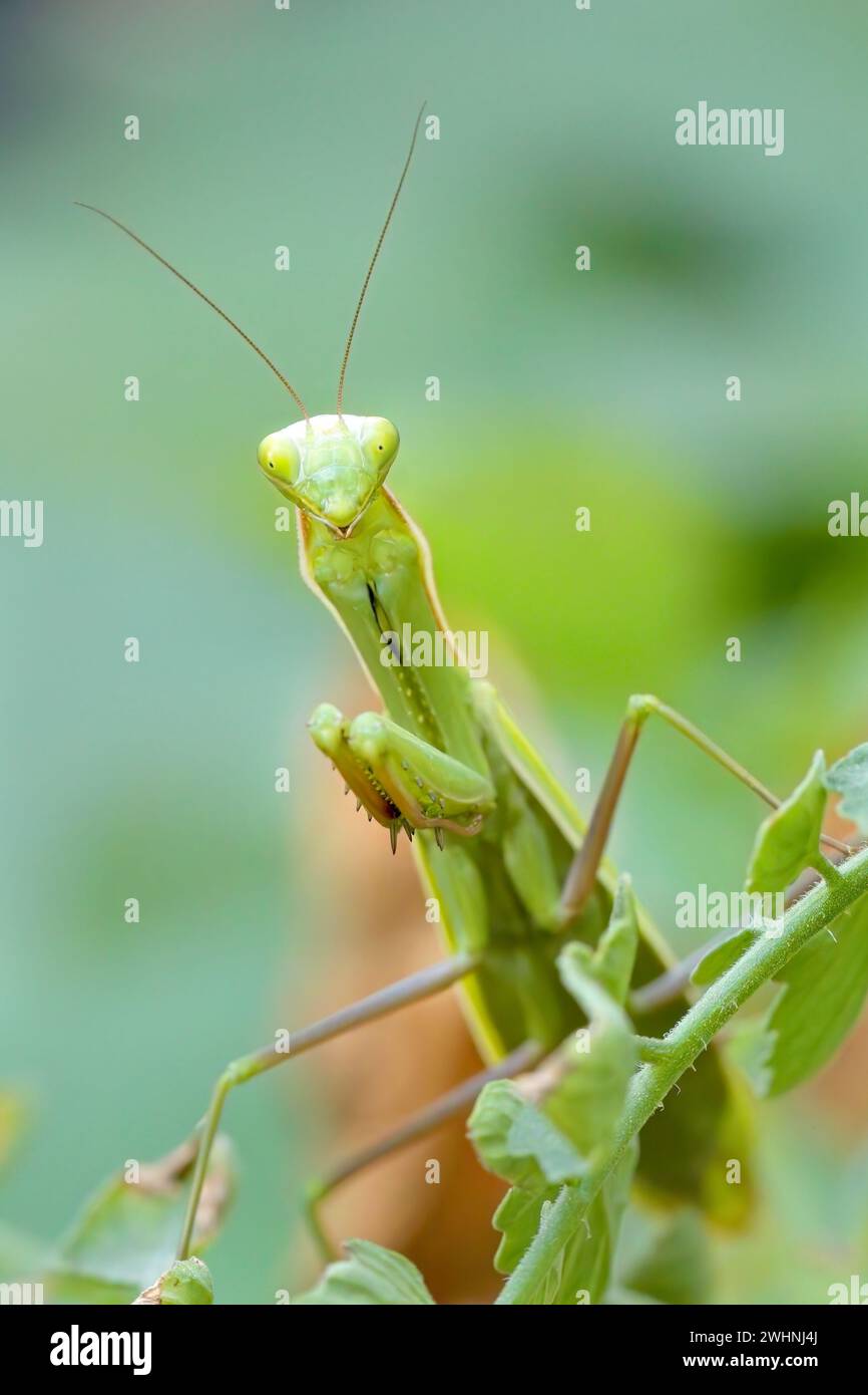 Praying mantis face close up hi-res stock photography and images - Alamy