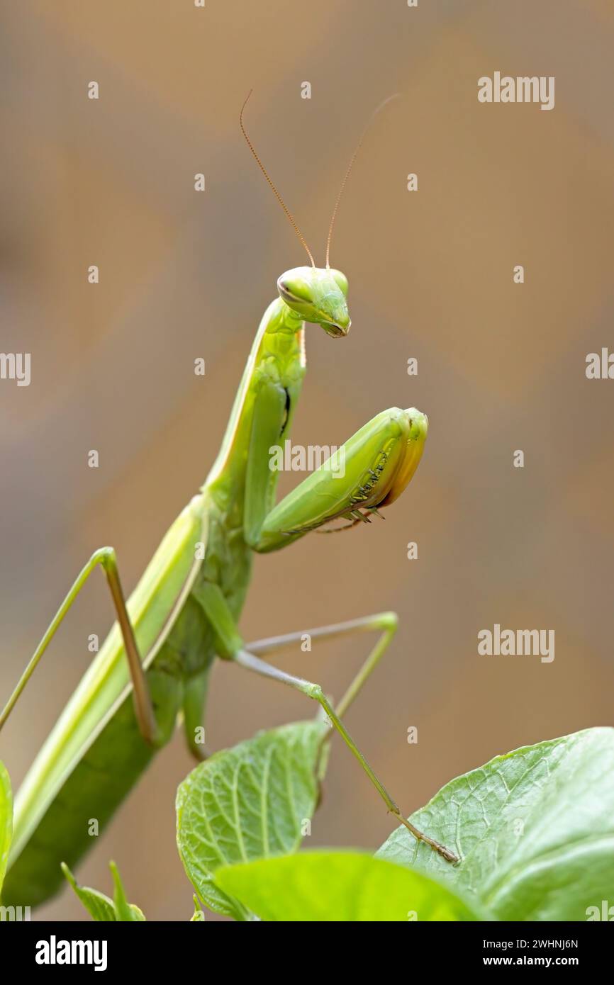 Praying mantis on plant in the garden Stock Photo - Alamy