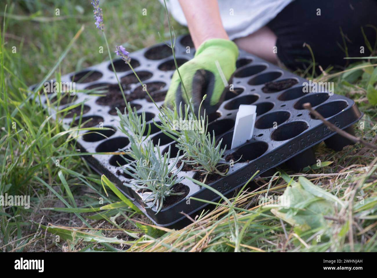 Garden design planting hi-res stock photography and images - Alamy