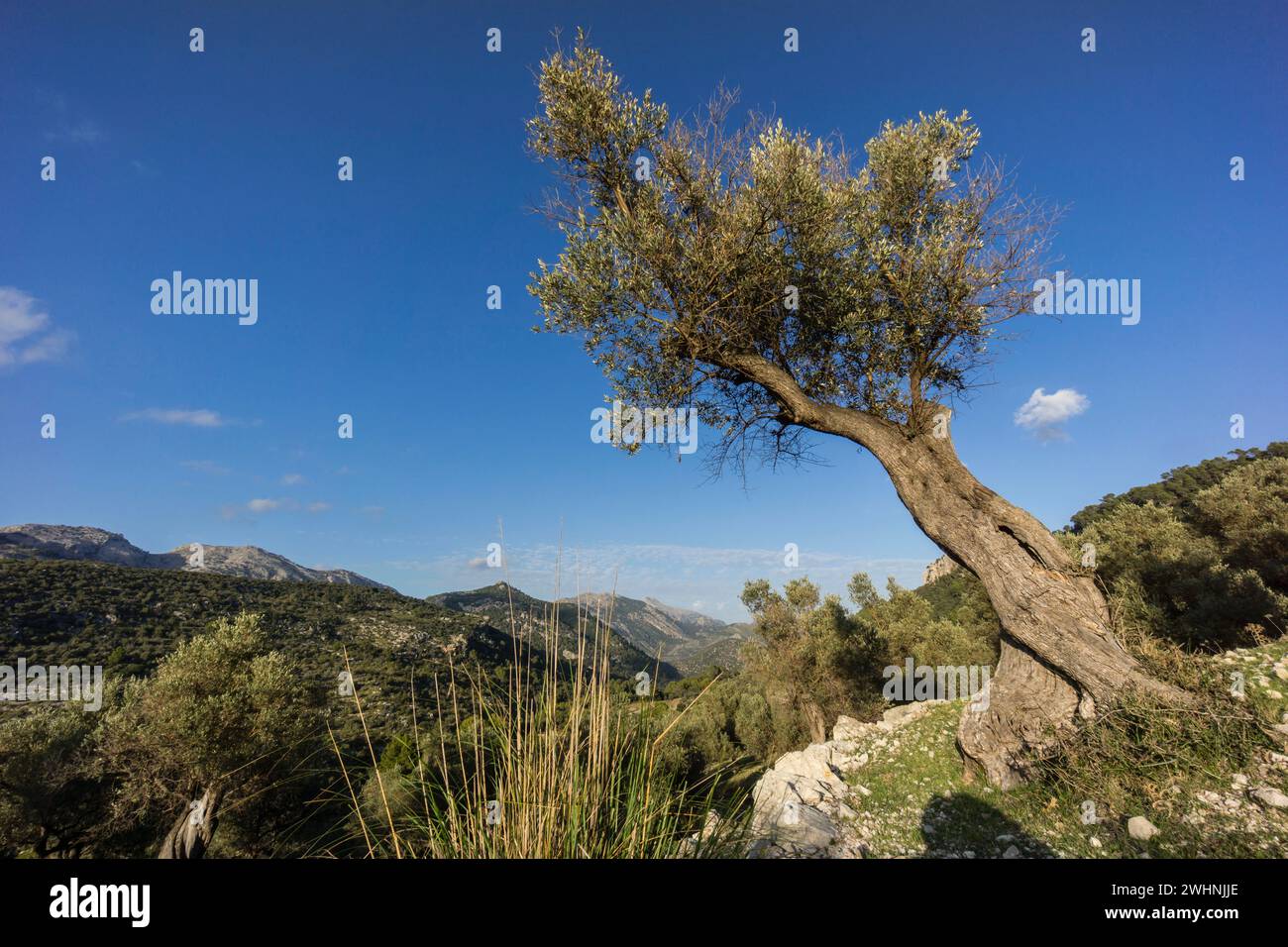 Castle Road Alaro Stock Photo - Alamy
