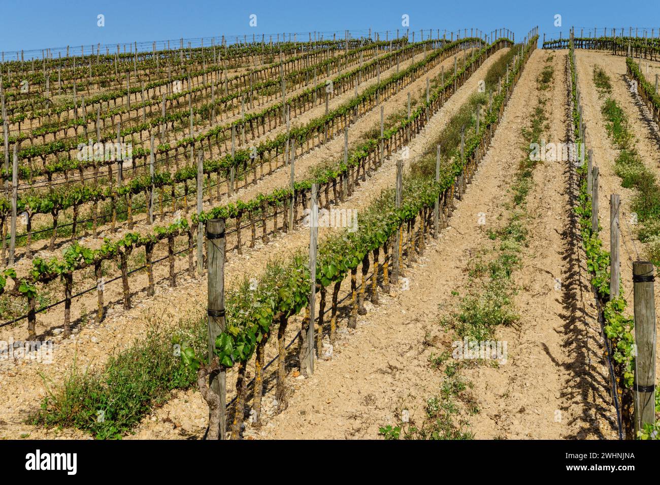 Viaje del vino hi-res stock photography and images - Alamy