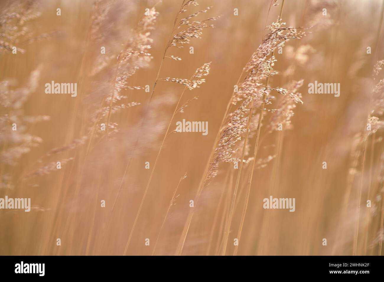 Golden reed background Stock Photo - Alamy