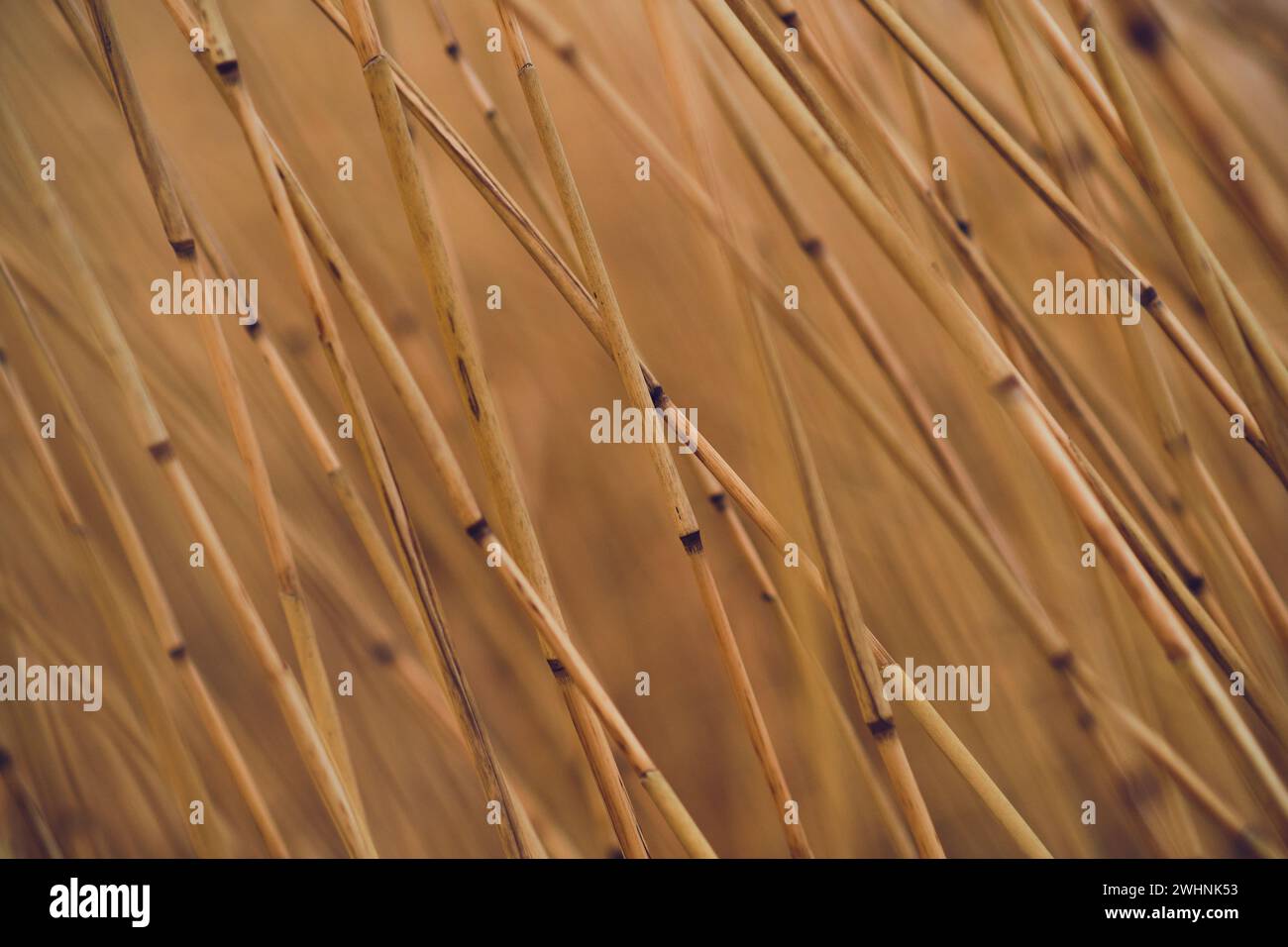 Reed background hi-res stock photography and images - Alamy