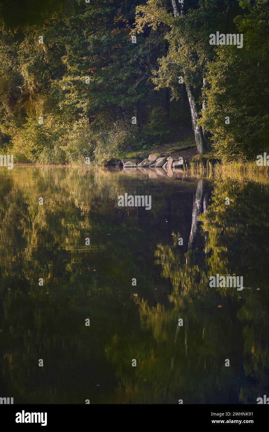 Lakeshore in the woods in soft morning light Stock Photo - Alamy