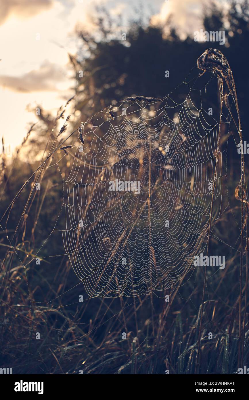 Large cobweb covered in dew Stock Photo - Alamy