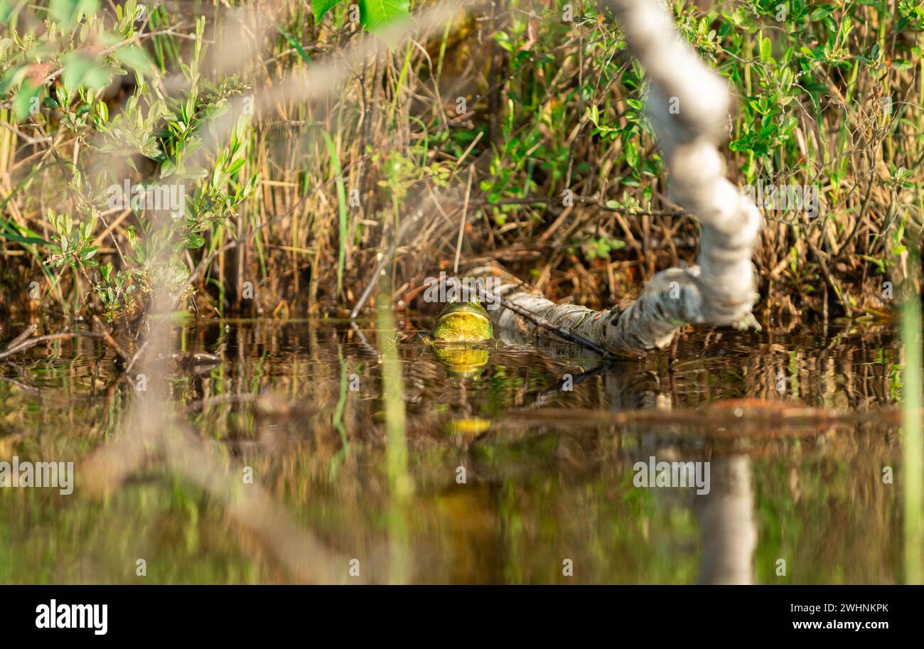 Male american bullfrog lithobates hi-res stock photography and images ...