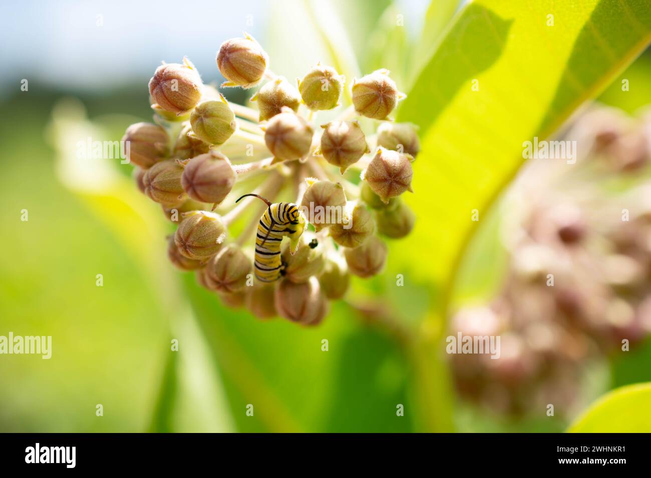 Monarch Caterpillar Feeding on Milkweed Stock Photo - Alamy