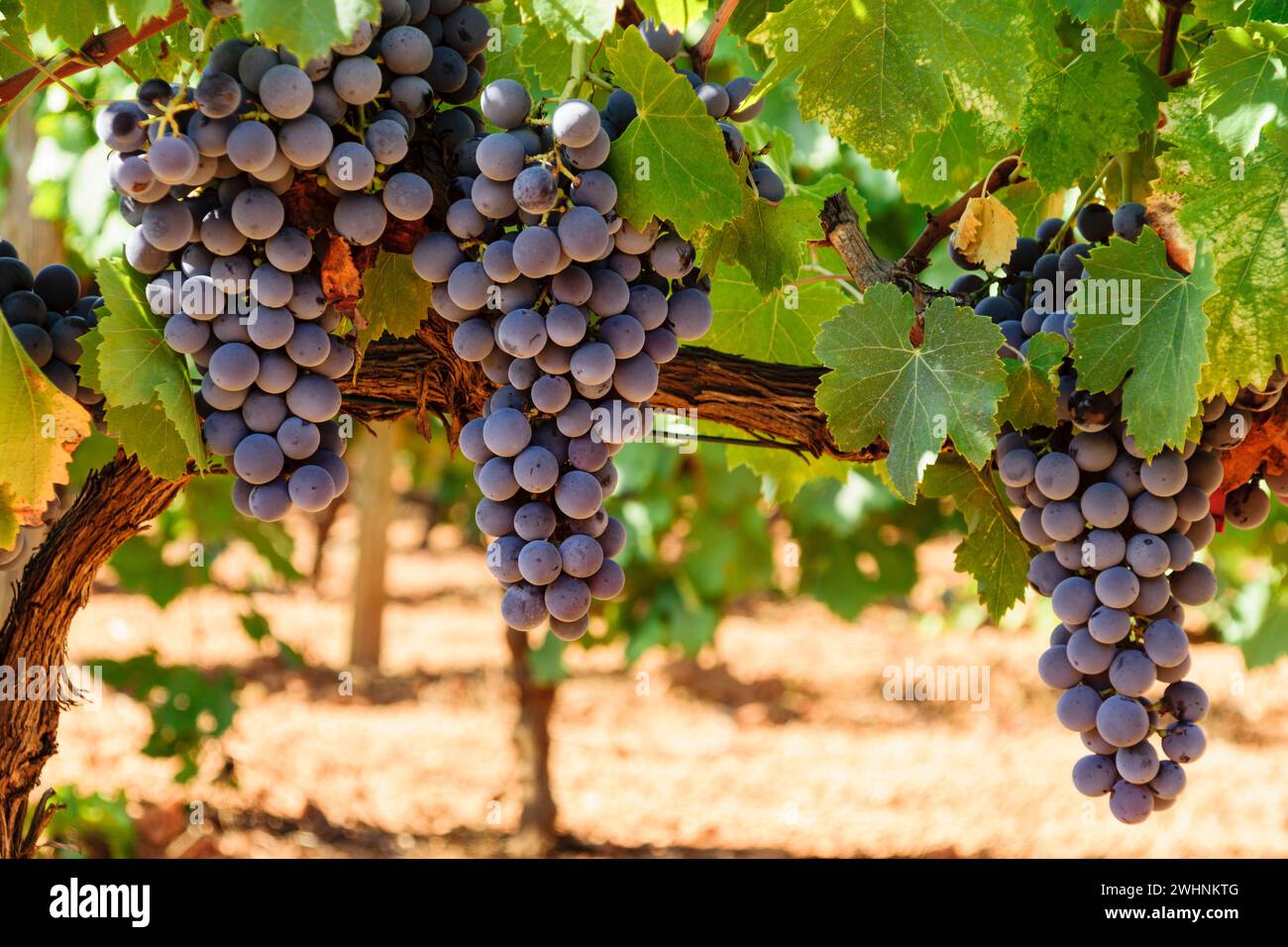 Cultivo liquido hi-res stock photography and images - Alamy