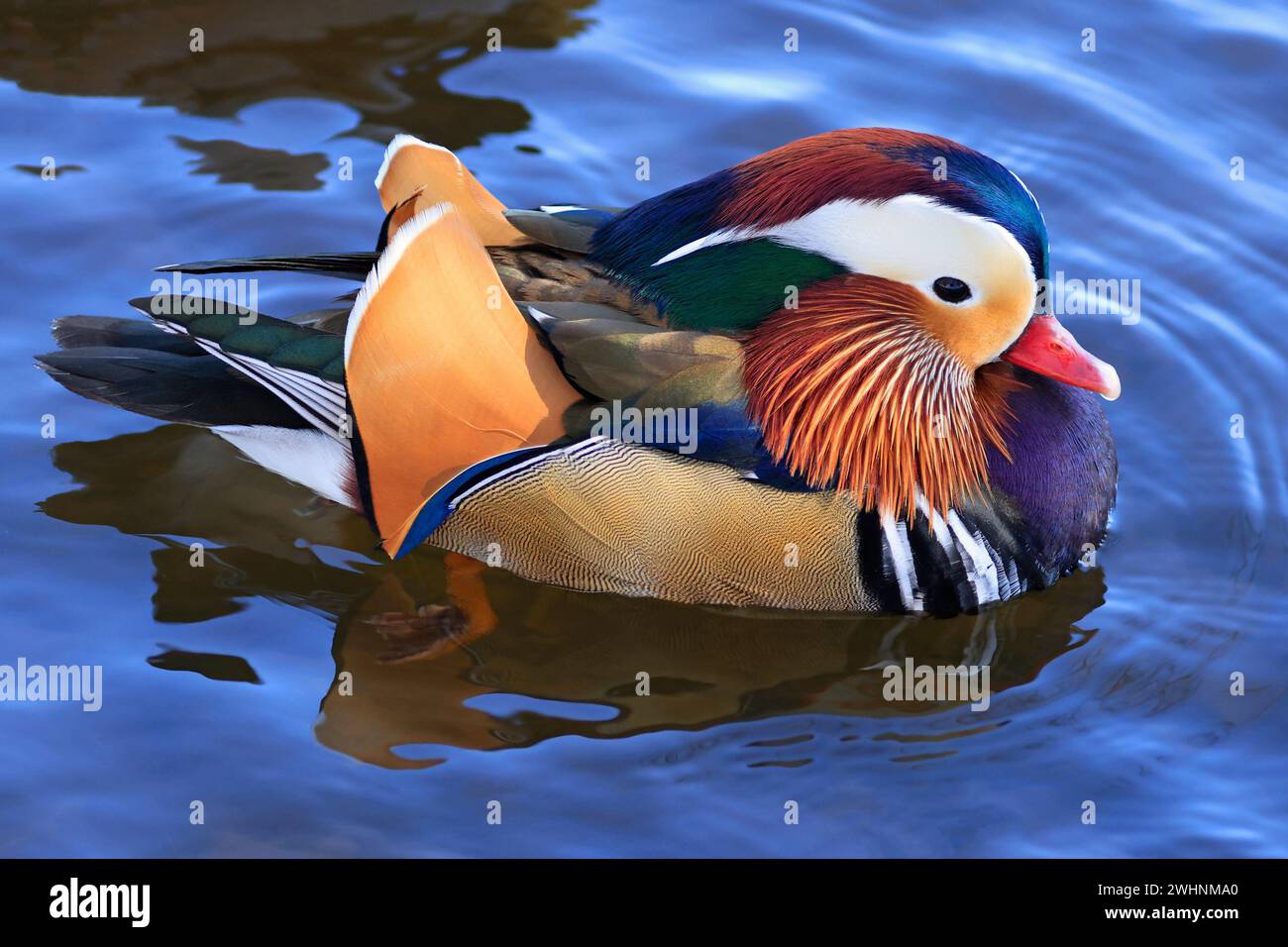Mandarin duck portrait in winter with nice reflections Stock Photo - Alamy