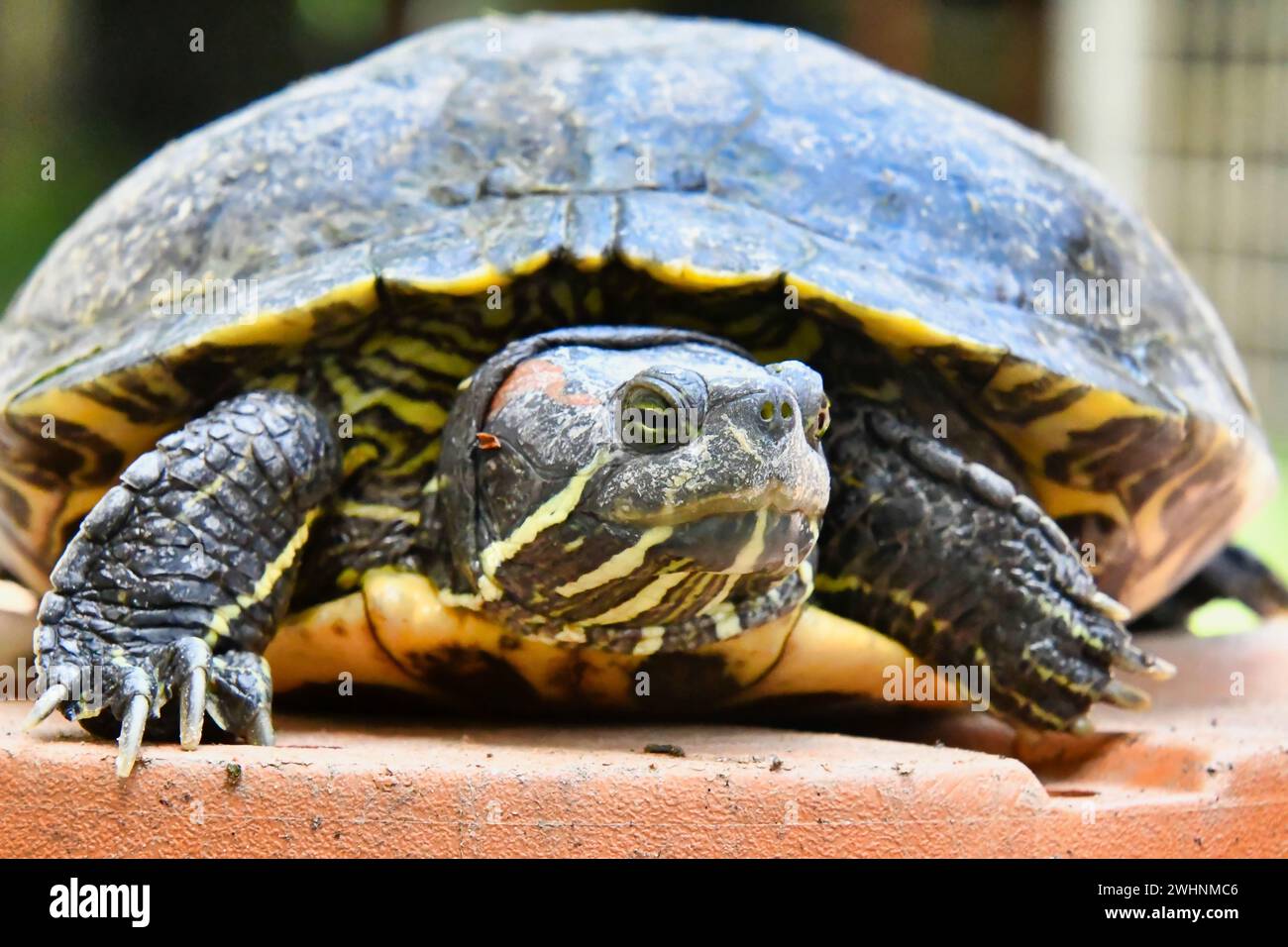 Photo Picture of Red Eared Terrapin Turtle Trachemys Scripta Elegans ...