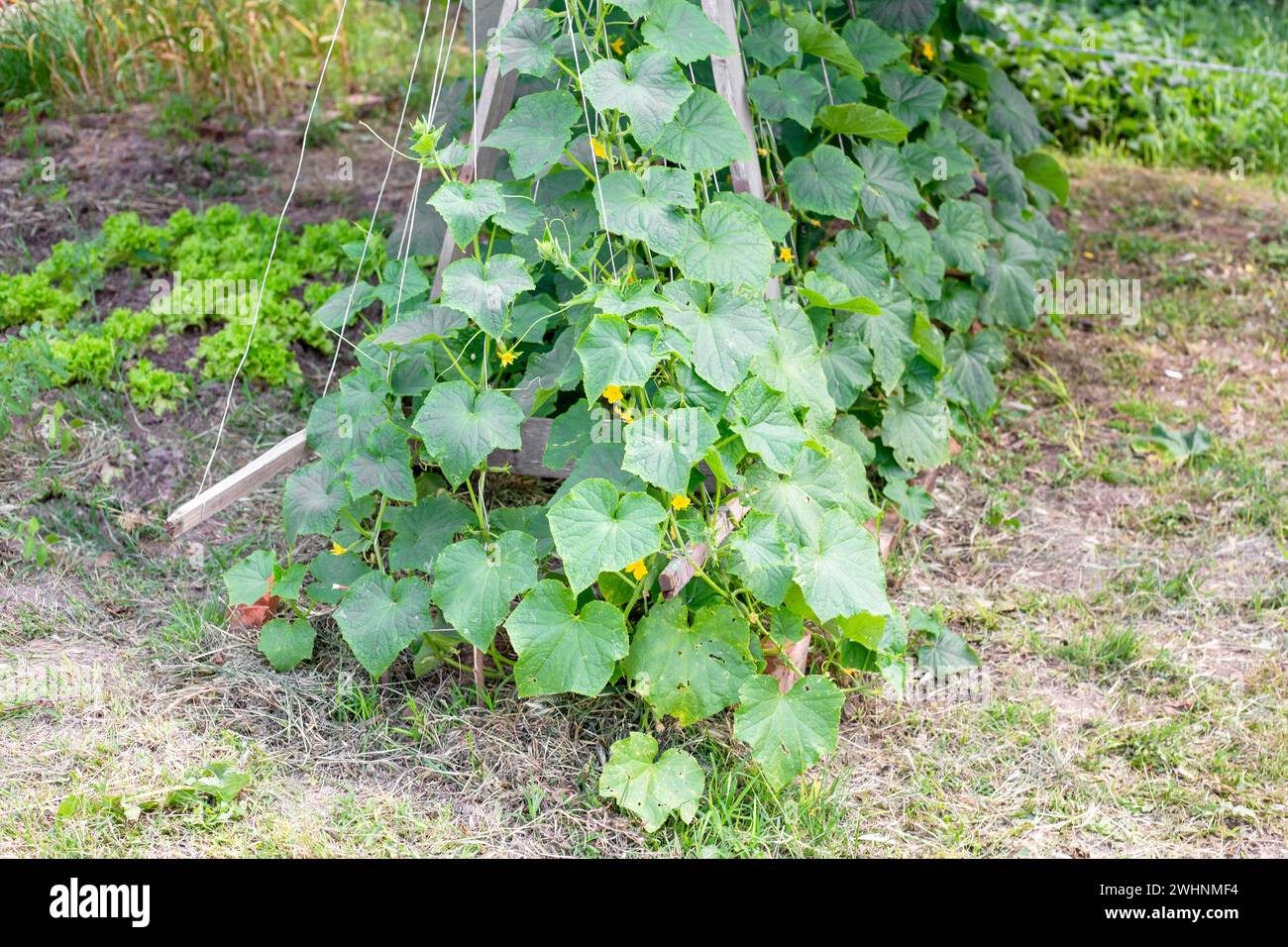 Cucumber bed. Cucumber vines are suspended on a trellis using threads ...