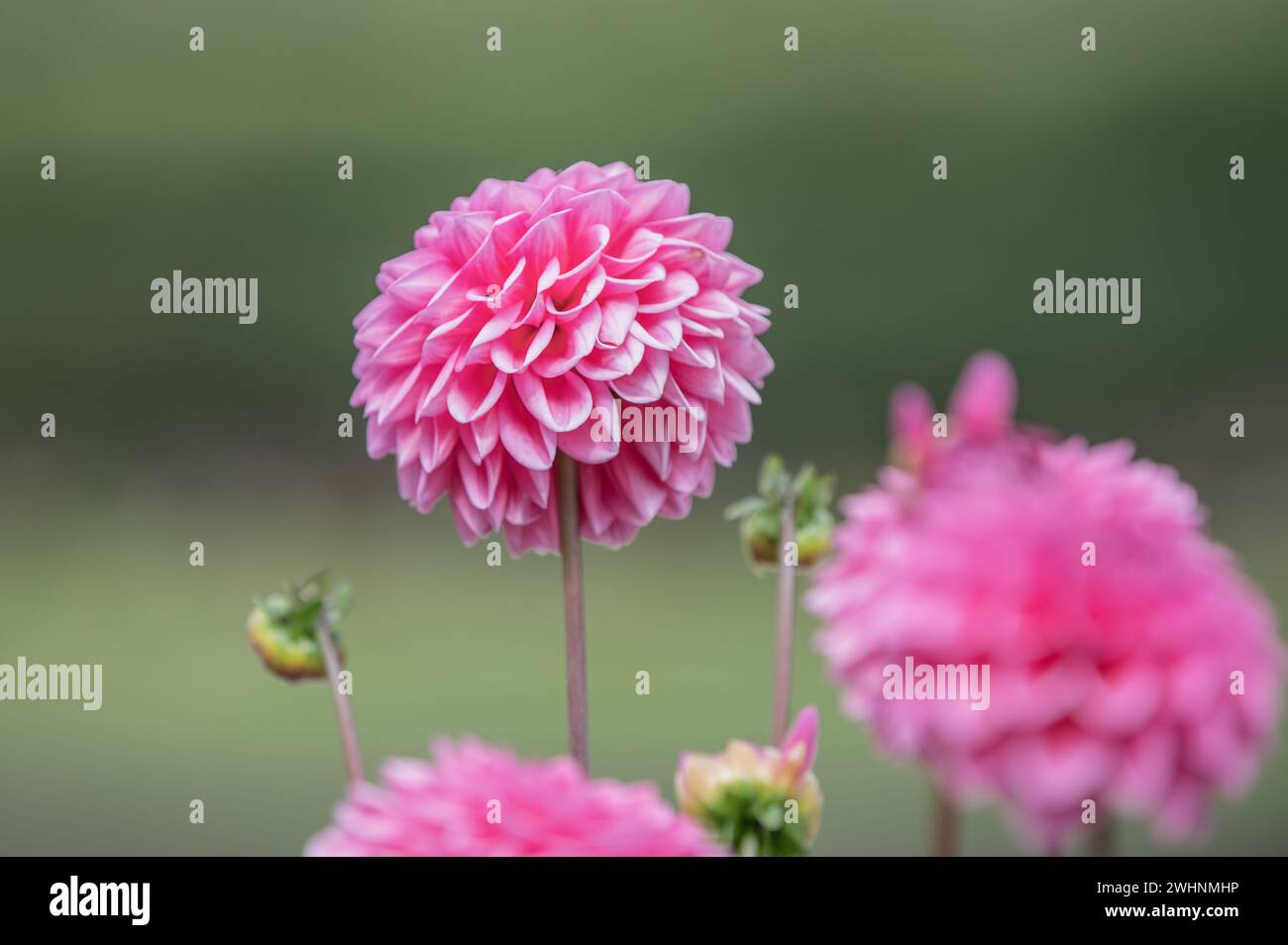 Dahliasplant hi-res stock photography and images - Alamy