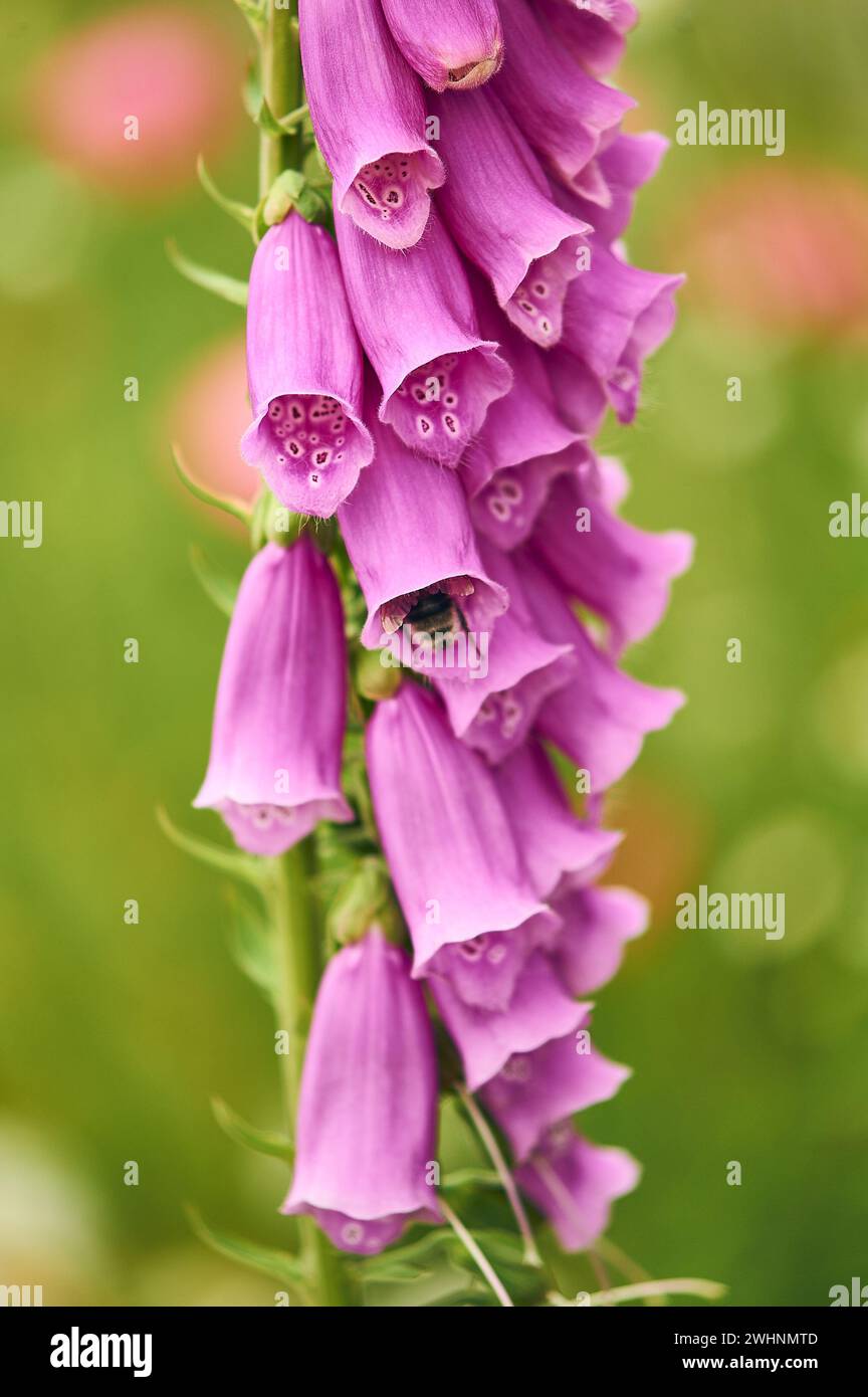 Bumblebee climbing into foxglove bud Stock Photo - Alamy