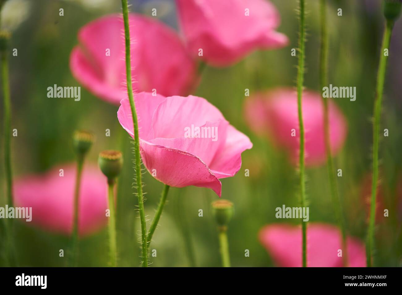 Blooming poppy flower natural background hi-res stock photography and ...