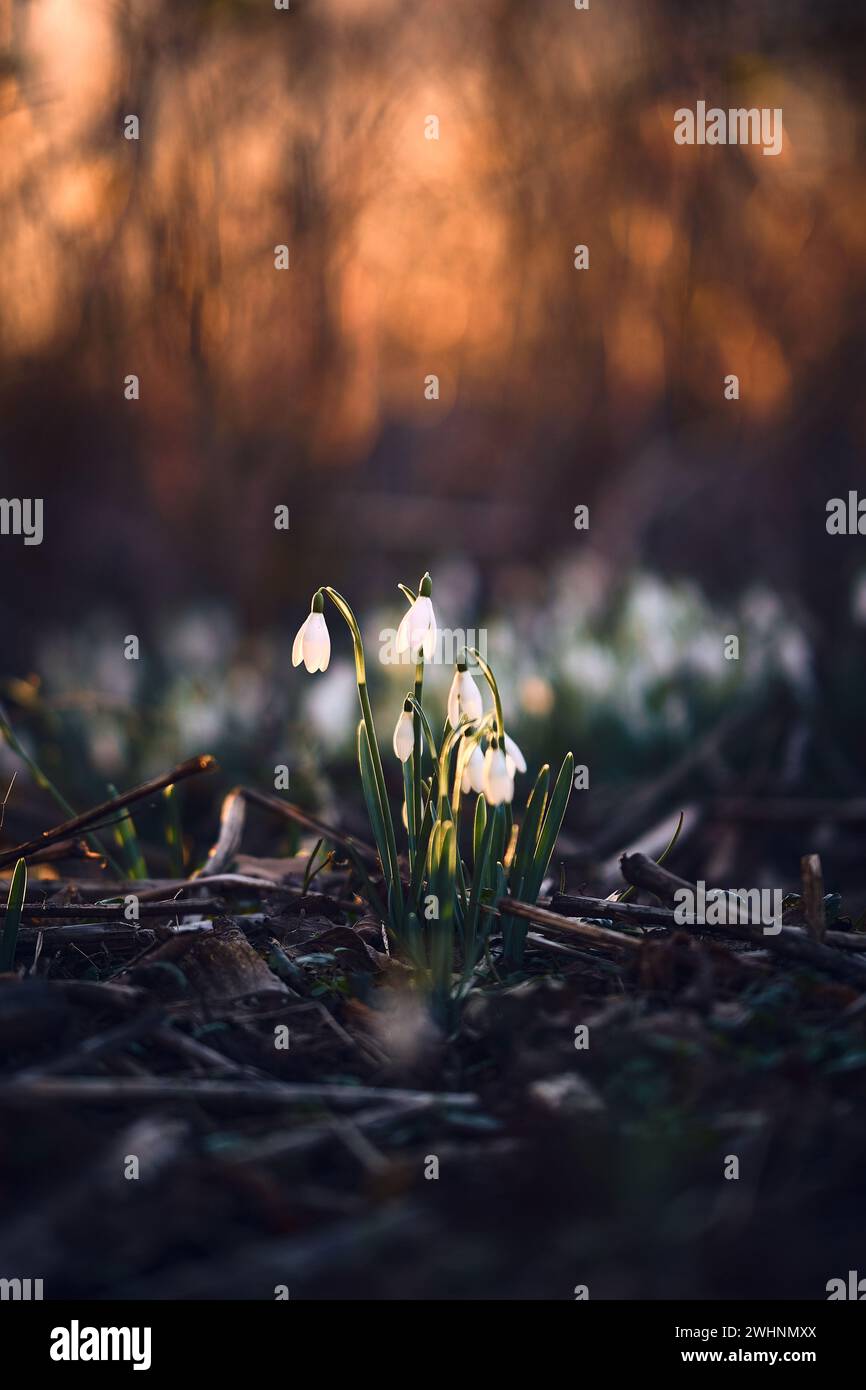 Glowing light garden hi-res stock photography and images - Alamy