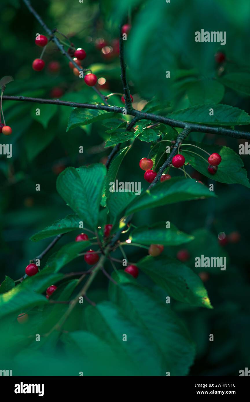 Many Cherries hanging in tree Stock Photo - Alamy