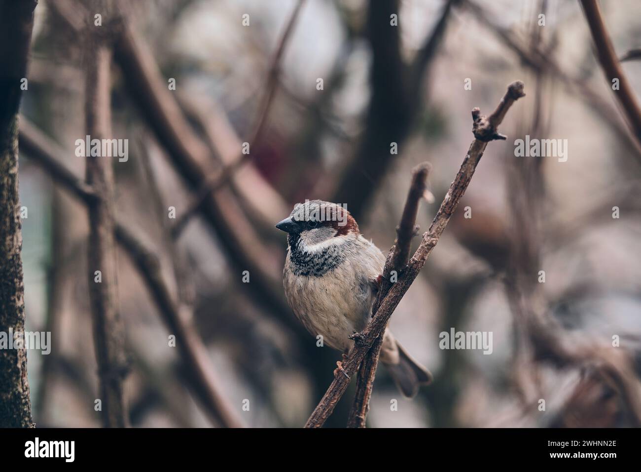 Little sparrow sitting on branch hi-res stock photography and images ...