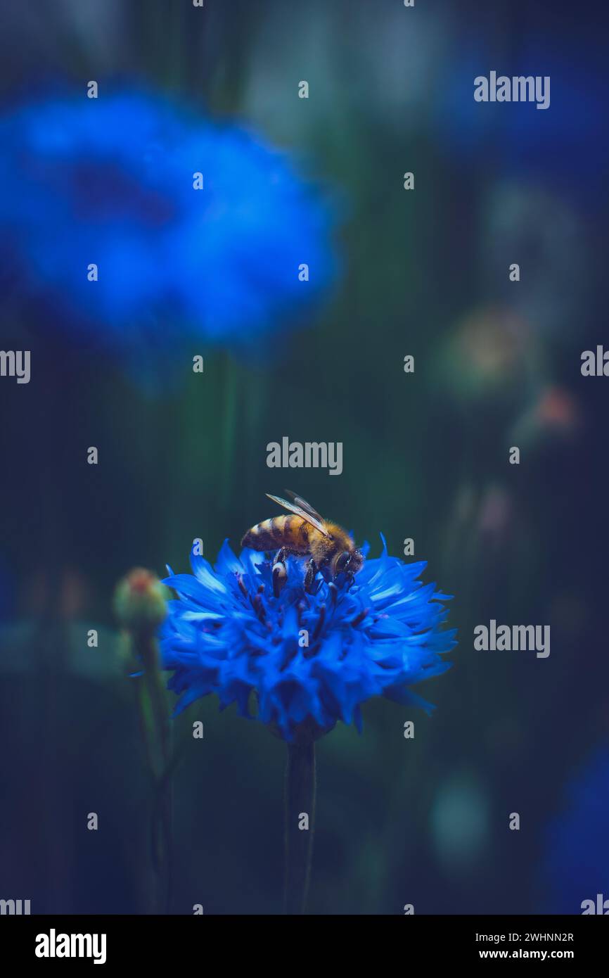 Cornflower yellow color hi-res stock photography and images - Alamy