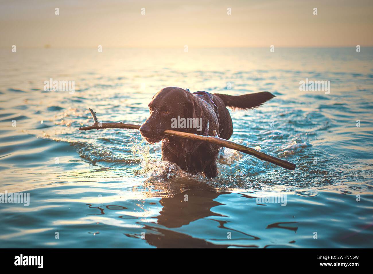 Domestic dog stick hi-res stock photography and images - Alamy