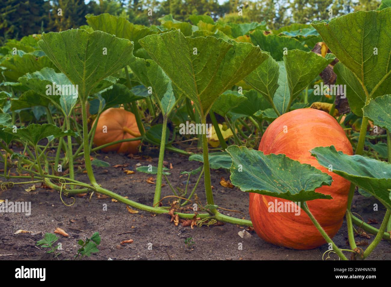 Growing pumpkins hi-res stock photography and images - Alamy