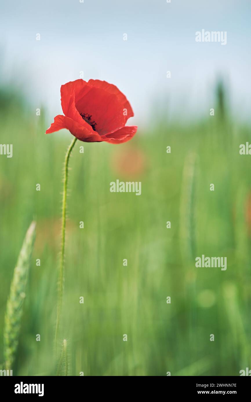 Field and single flower hi-res stock photography and images - Alamy