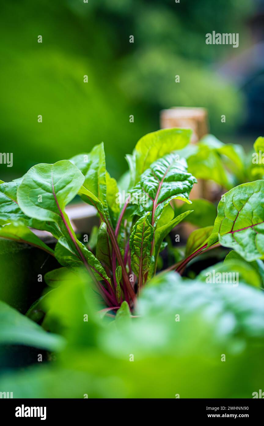 Red Chard plant with fresh green leaves Stock Photo - Alamy