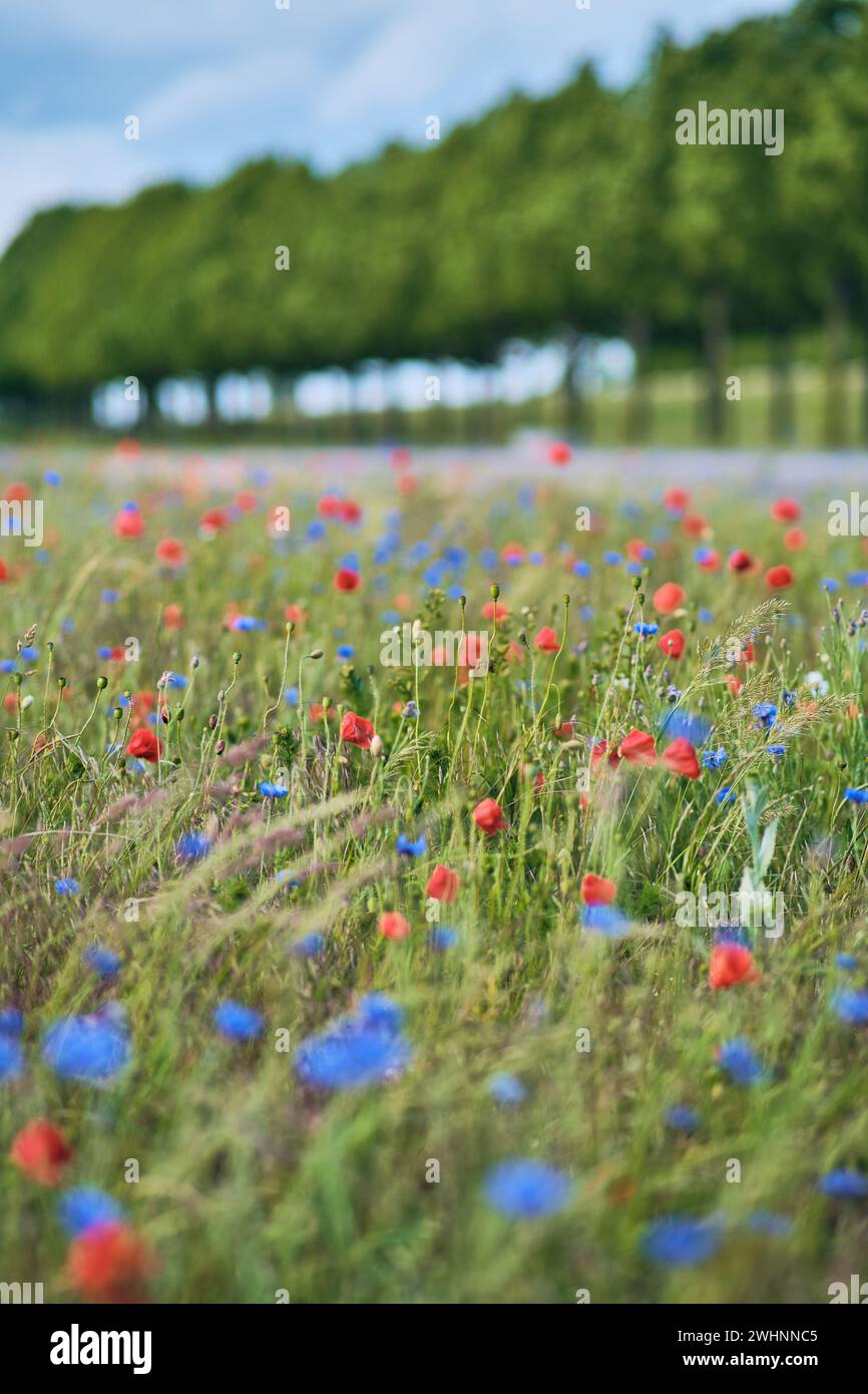 Poppy with cornflowers hi-res stock photography and images - Alamy