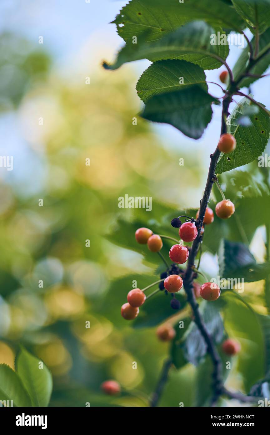Red fruits growing in garden day hi-res stock photography and images ...