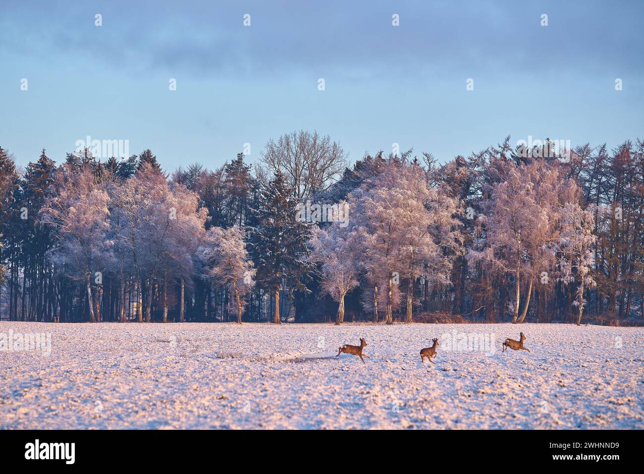Deer running white background hi-res stock photography and images - Alamy