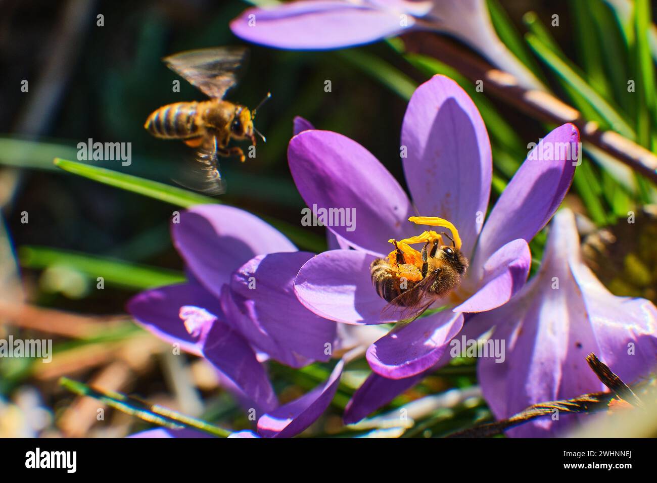 Bees collecting honey in crocus Stock Photo - Alamy