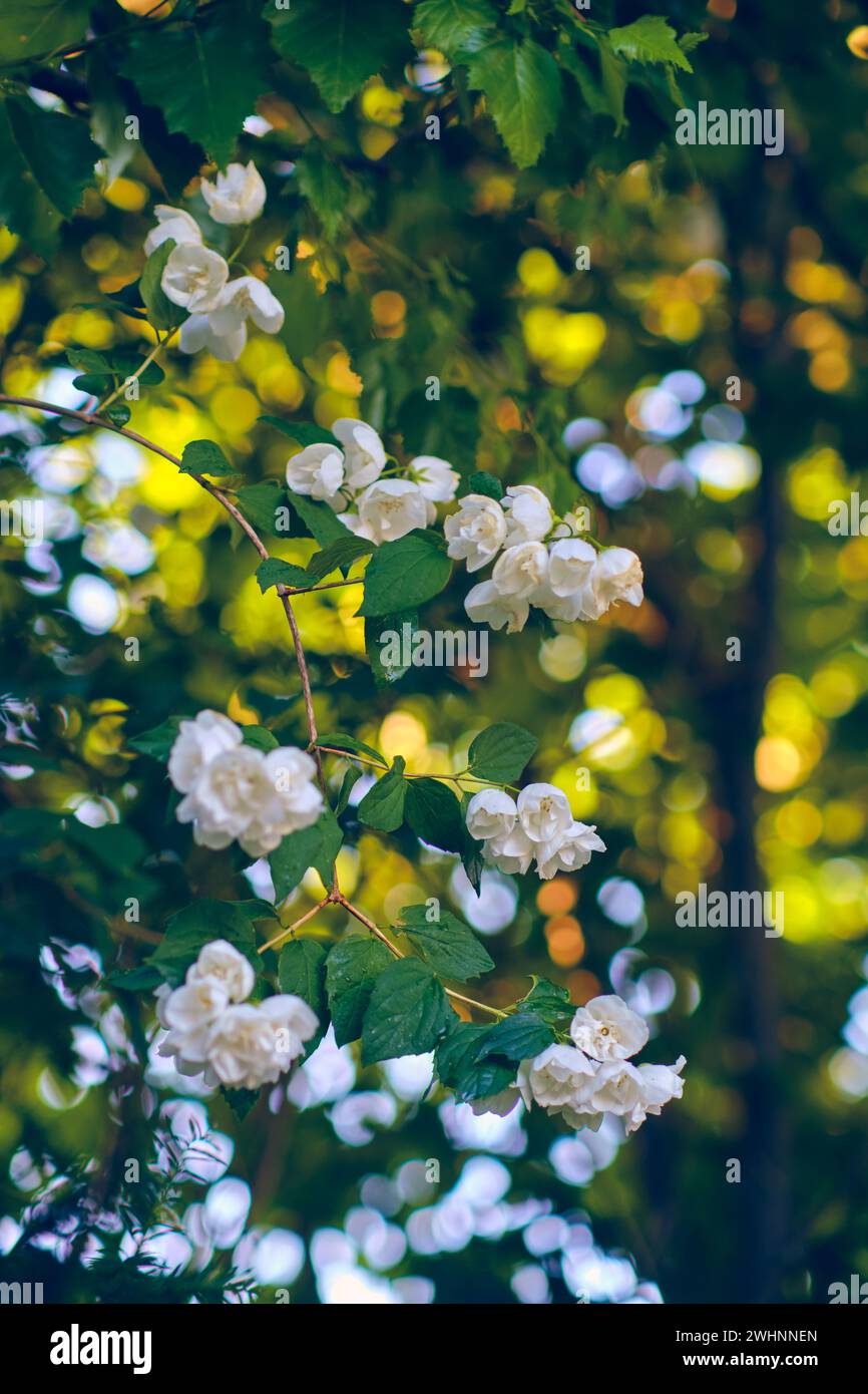 Jasmine garden summer hi-res stock photography and images - Alamy
