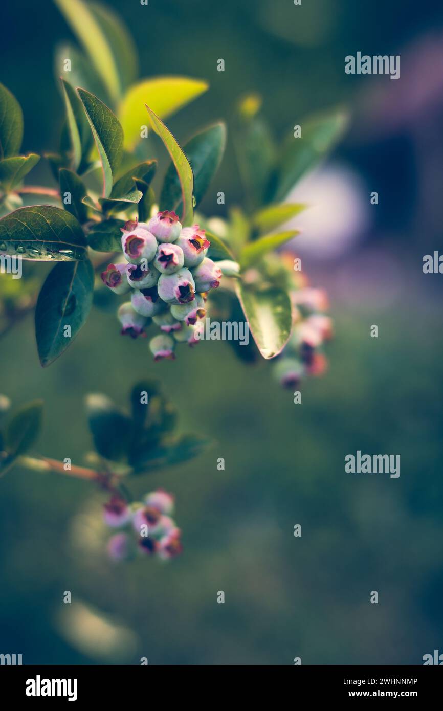 Not yet ripe blueberries growing in the sunshine Stock Photo - Alamy
