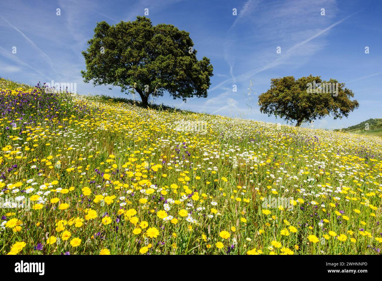 Campo de margaritas blancas hi-res stock photography and images - Alamy