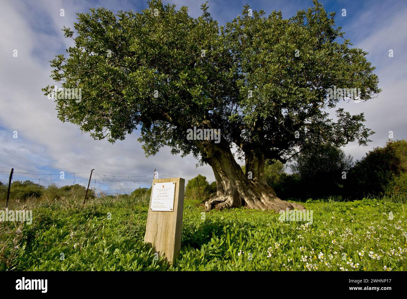 Campo centenario hi-res stock photography and images - Alamy