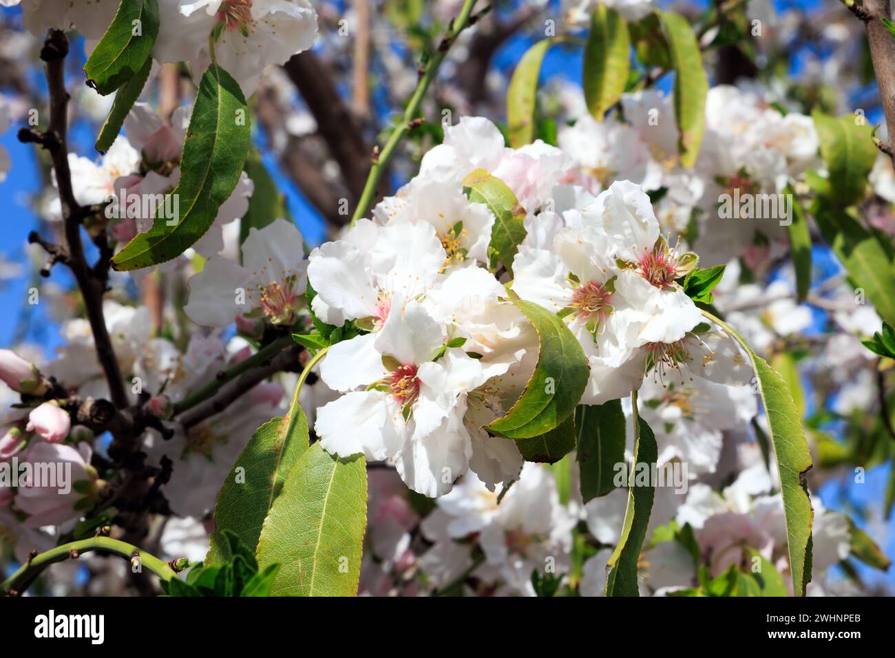 Spring early hi-res stock photography and images - Alamy