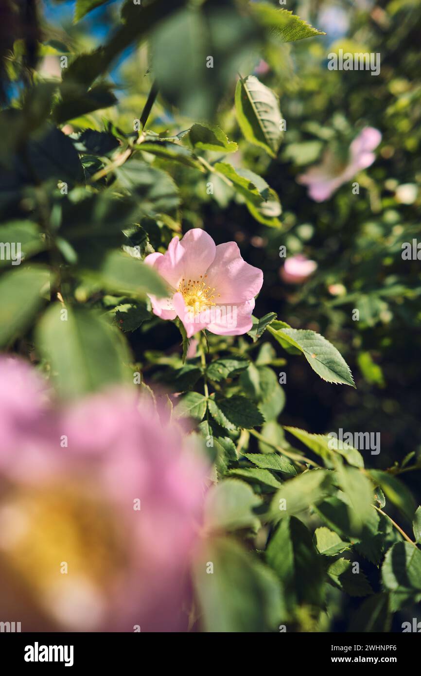Alberta wild rose hi-res stock photography and images - Alamy