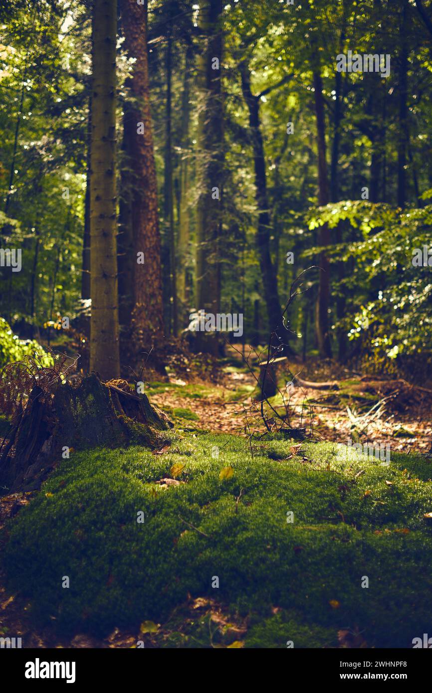 Moss covered forest ground Stock Photo - Alamy