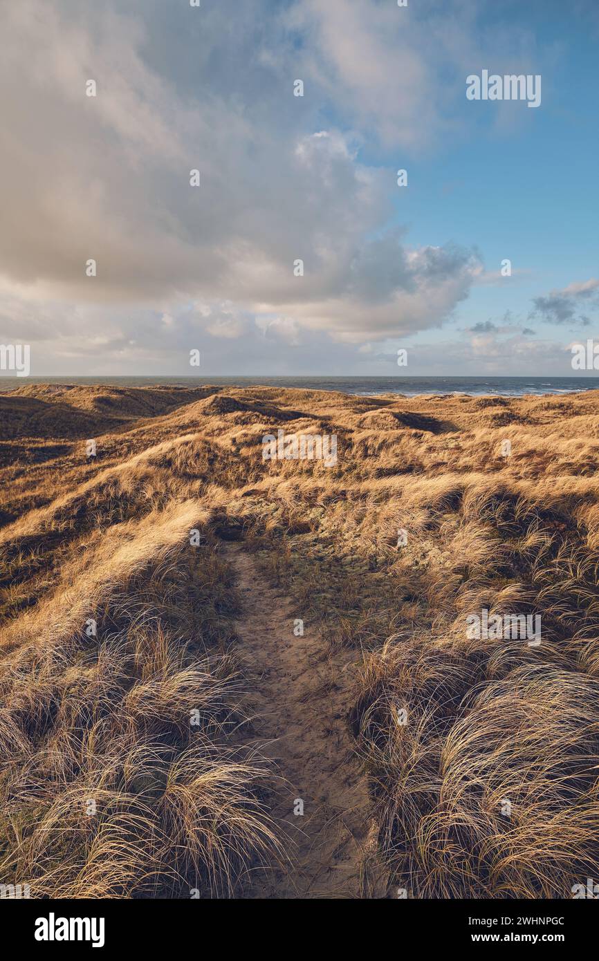 Wide Grass Dunes in Denmark in winter Stock Photo - Alamy